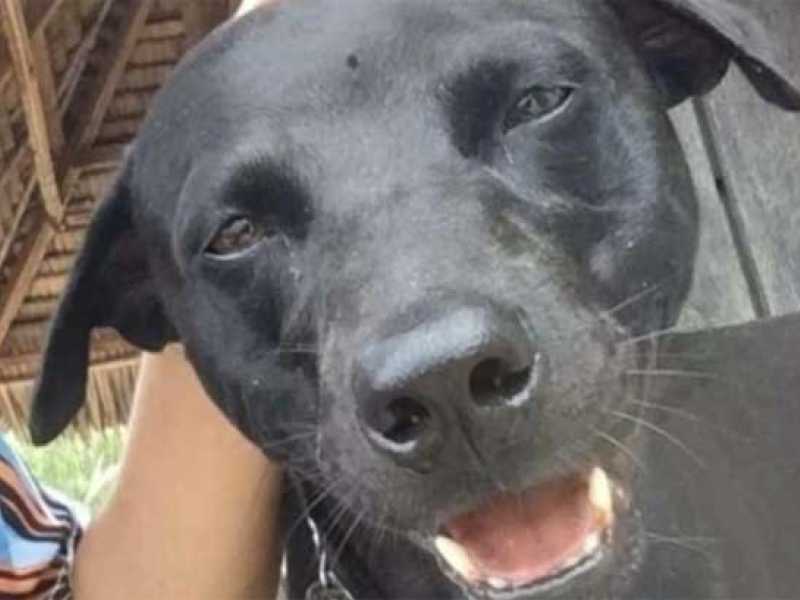 Anjing Canon Mati di Aceh, Sandiaga Uno: Kekerasan Bukan Bagian Wisata ... Anjing Canon Mati di Aceh, Sandiaga Uno: Kekerasan Bukan Bagian Wisata ...