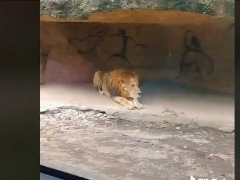 Mengerikan Singa di Taman Safari Bogor Ngamuk, Gigit Bumper Mobil ...