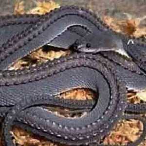 VIDEO: Hewan Mitologi Ular Naga Jawa Ditemukan di Pegunungan Sanggabuana