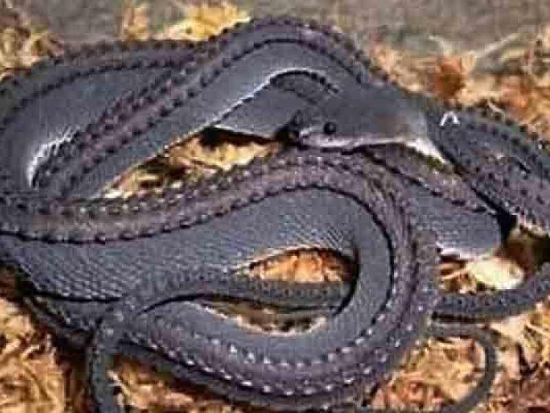 Geger Hewan Mitologi Ular Naga Jawa, Ada Mitos Nyawa Melayang Bagi yang ...