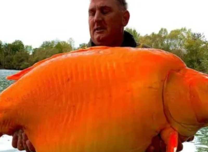 Ikan Mas Raksasa The Carrot Ditangkap di Danau Prancis