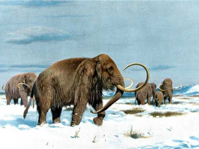 Fosil Gajah Purba Berusia Ratusan Ribu Tahun Ditemukan di NTT