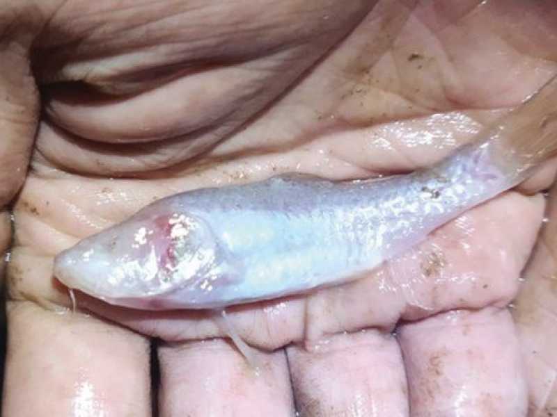 Fenomena Unik, Spesies Ikan Wader Tanpa Mata Ditemukan di Gua Cisodong ...